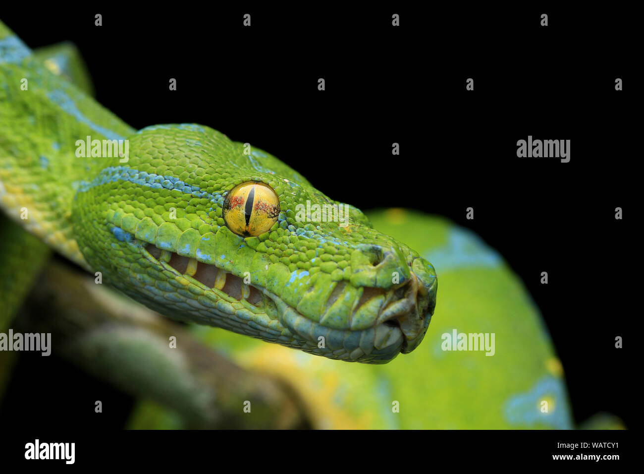 Green Tree Python, Chondropython viridis Stock Photo - Alamy