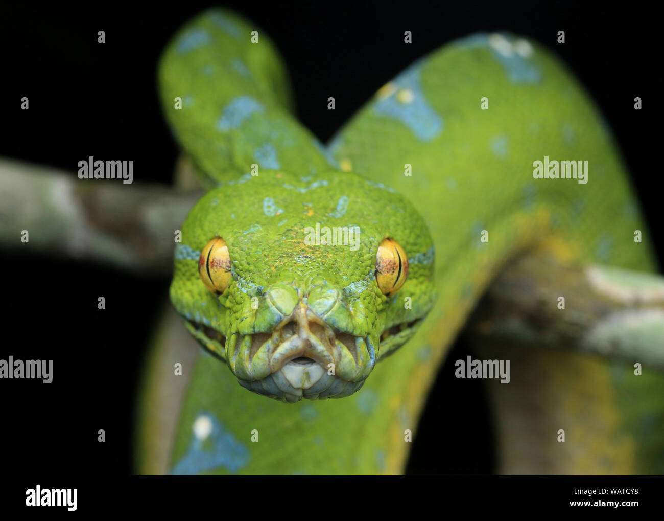 Green Tree Python, Chondropython viridis Stock Photo - Alamy
