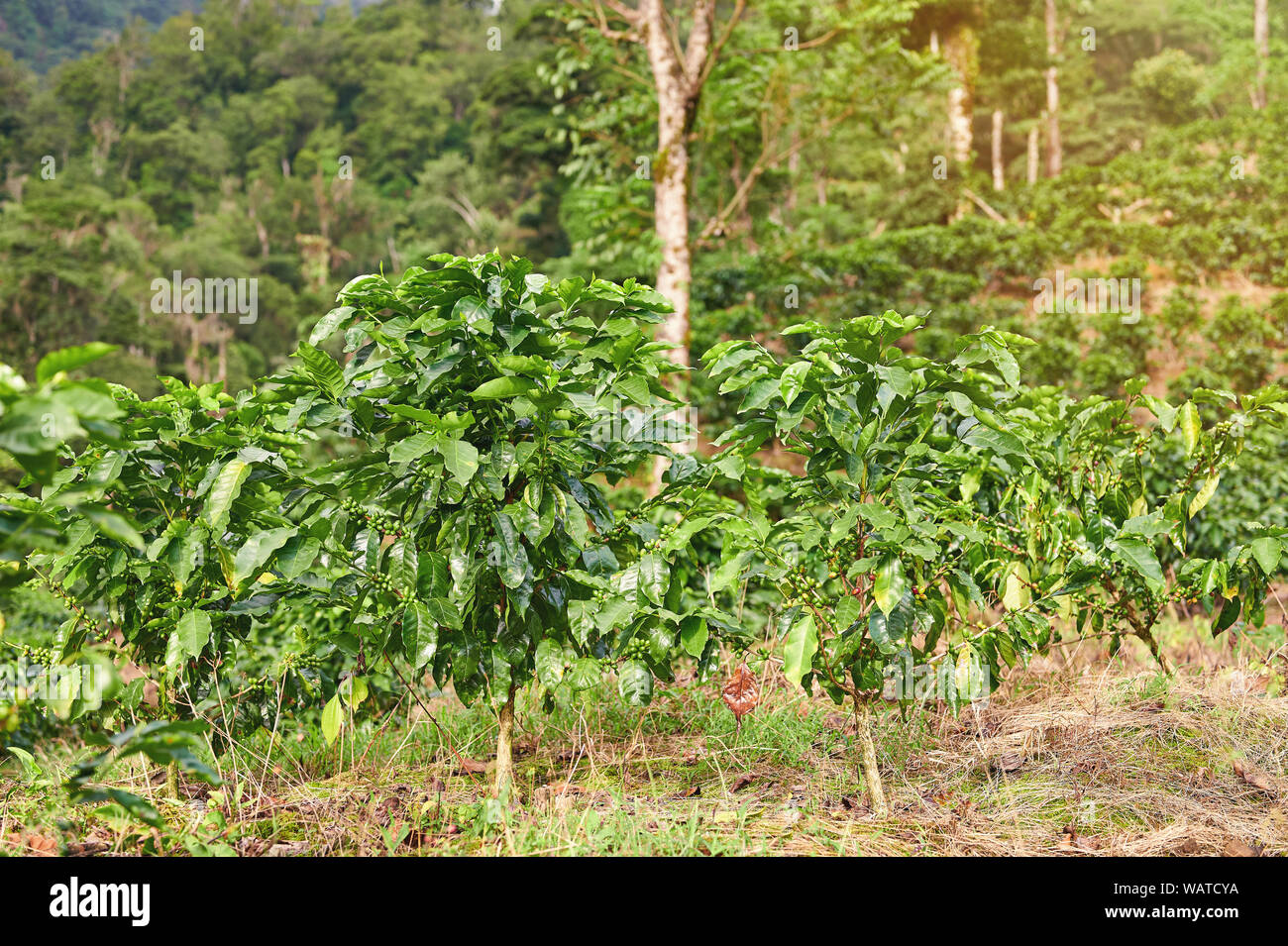 Growing coffee hi-res stock photography and images - Alamy
