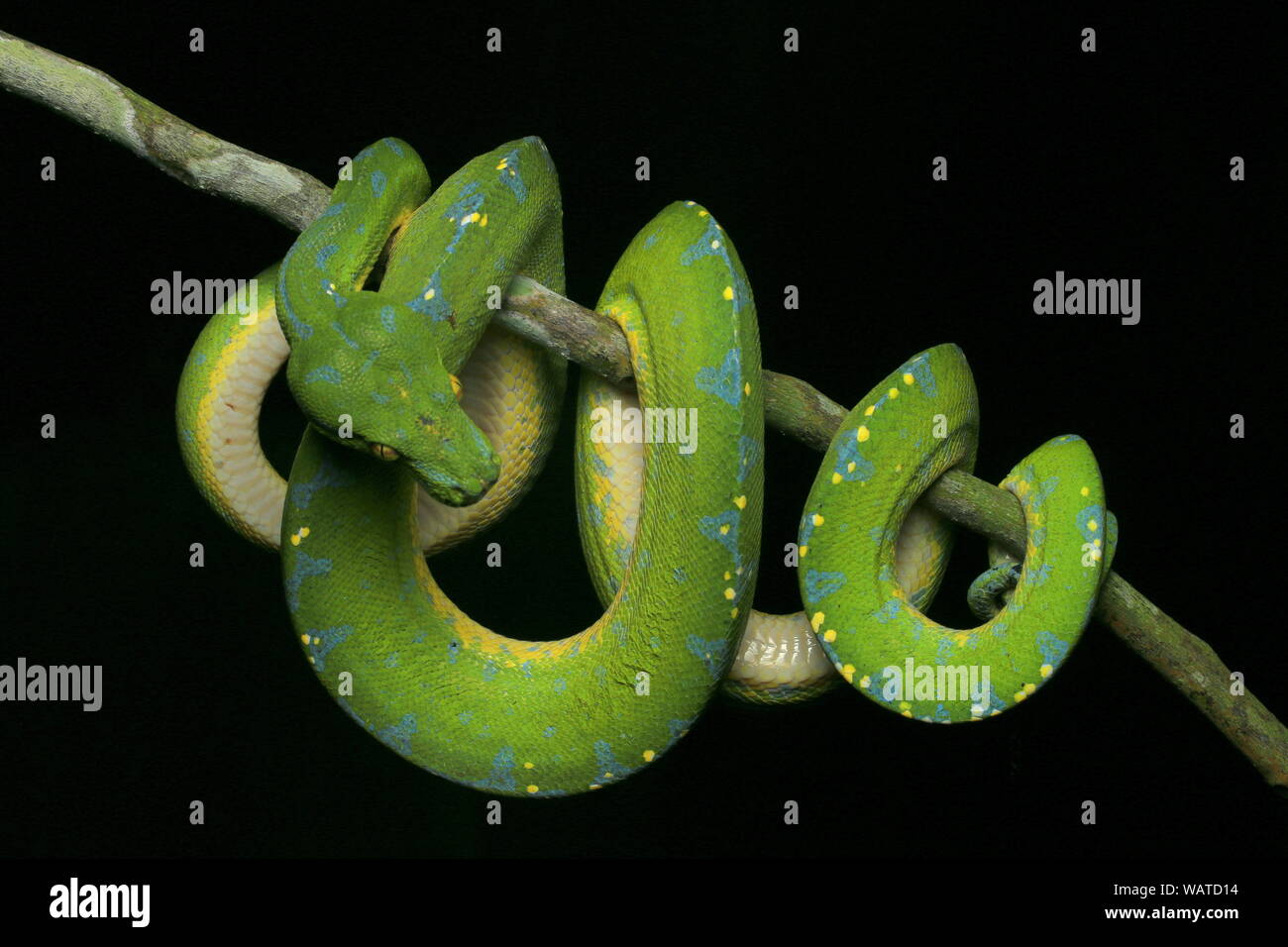 Baby green tree python hi-res stock photography and images - Alamy