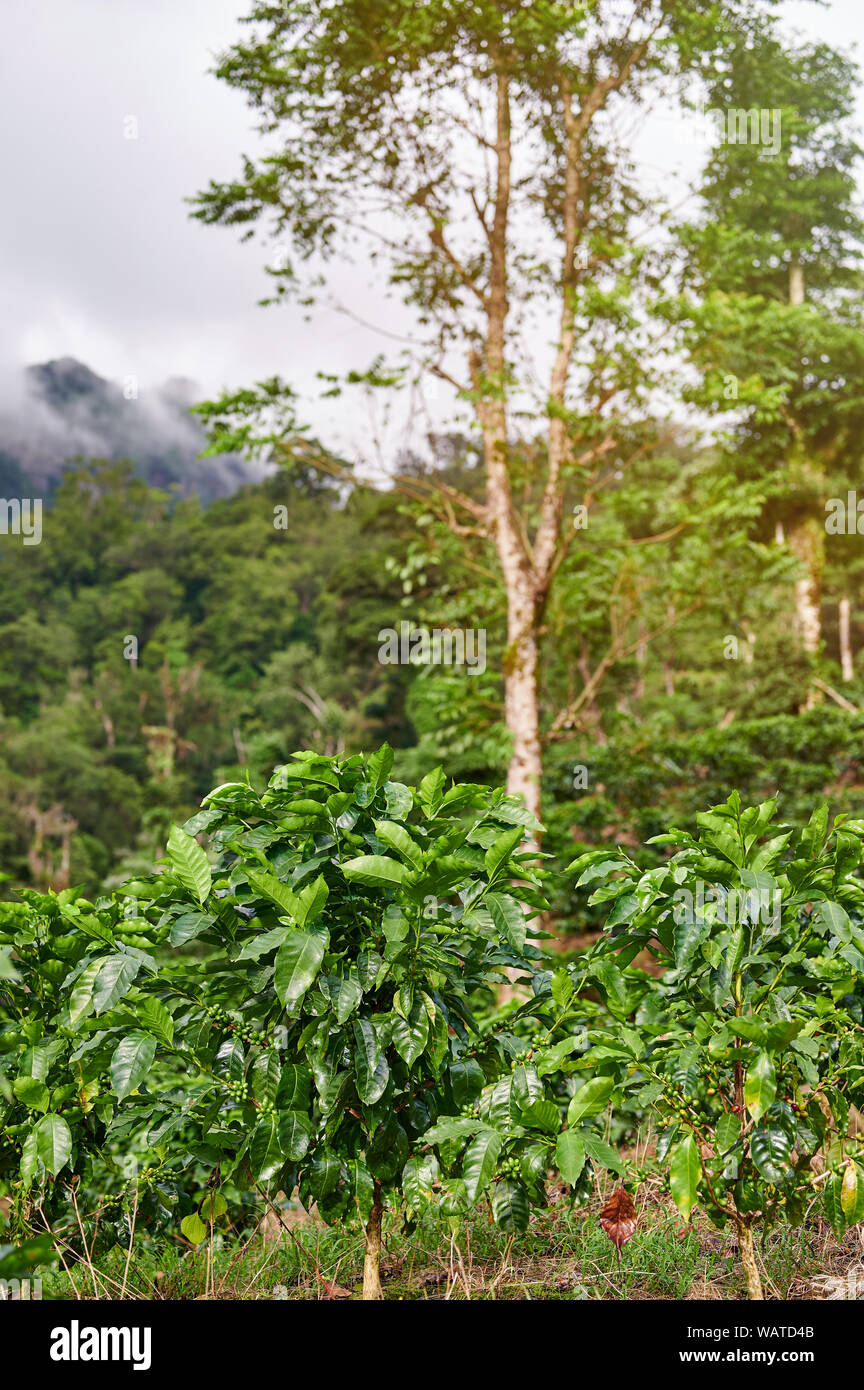 Harvest forest hi-res stock photography and images - Alamy