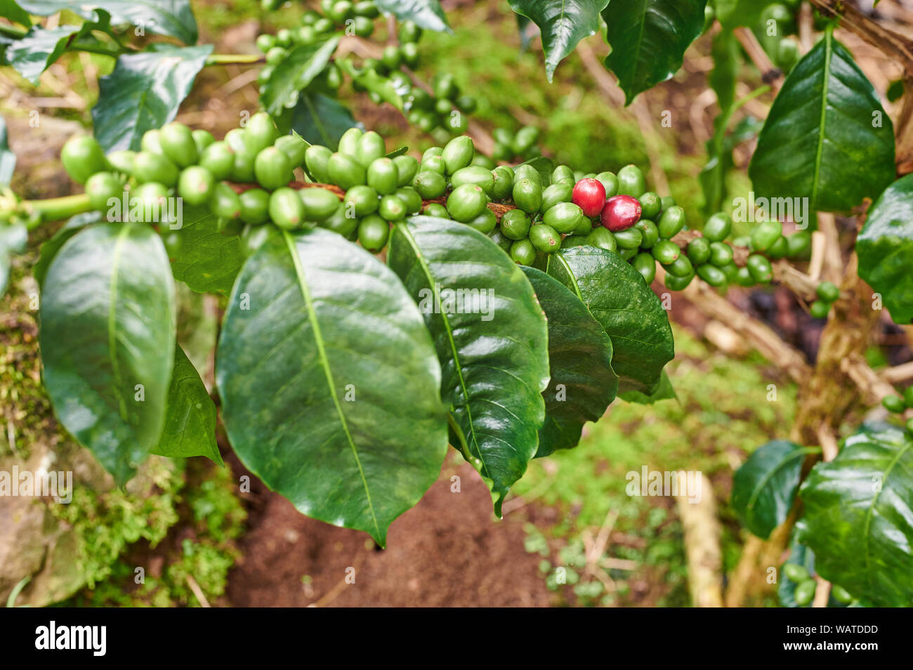 Coffee tree branch with green berries close up view Stock Photo - Alamy