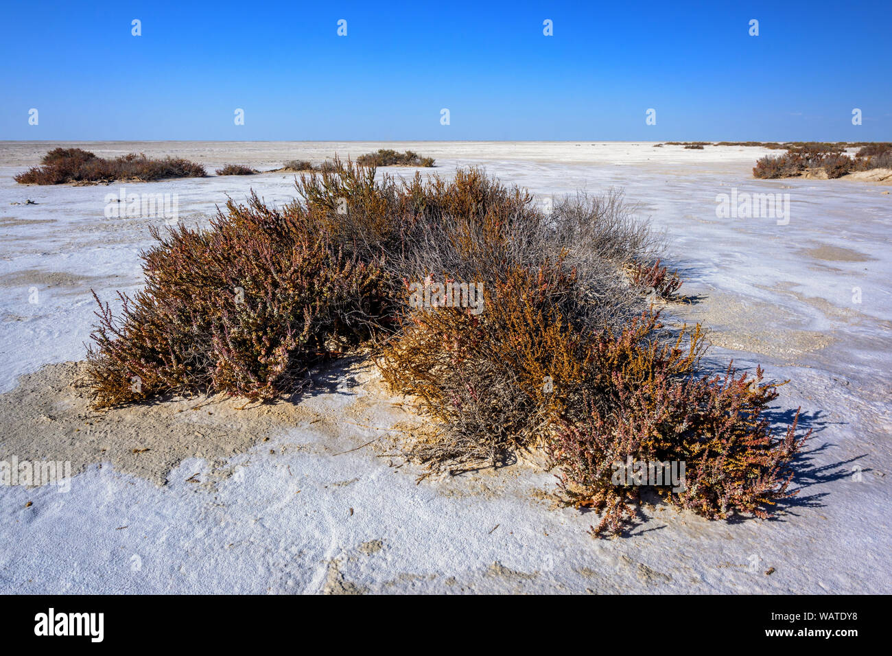Etosha pan national park hi-res stock photography and images - Alamy