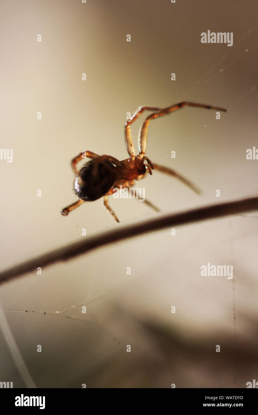 Spinnweben High Resolution Stock Photography and Images - Alamy