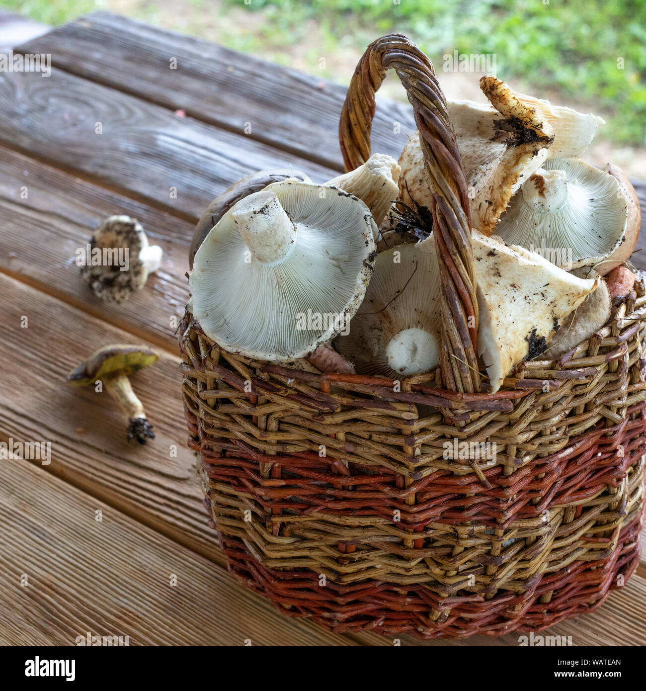 Mycelium fungi hi-res stock photography and images - Alamy