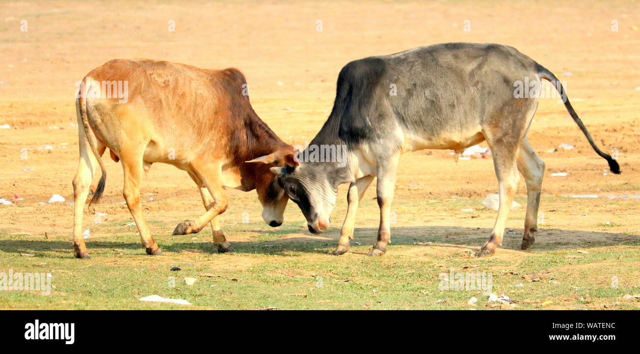 Cow fighting hi-res stock photography and images - Alamy
