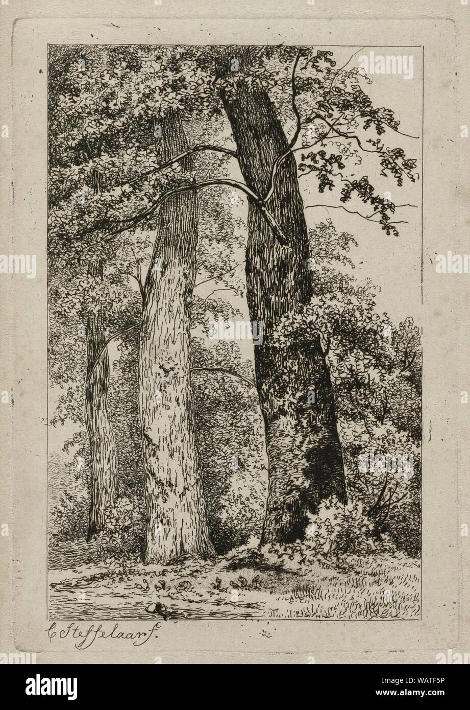 Drie hoge bomen Stock Photo - Alamy