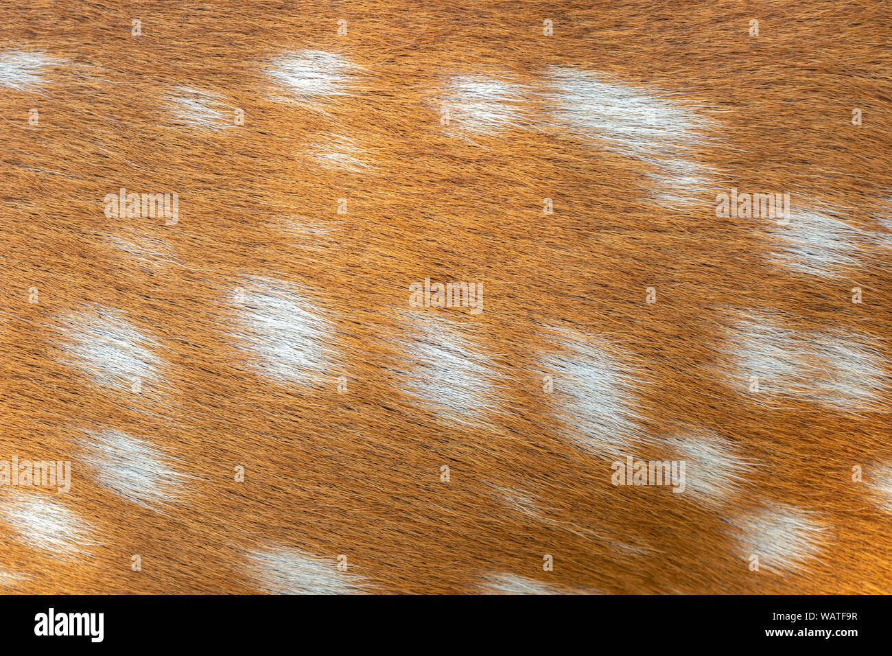 Texture beautiful skin of deer. Body and fur pattern background Stock ...