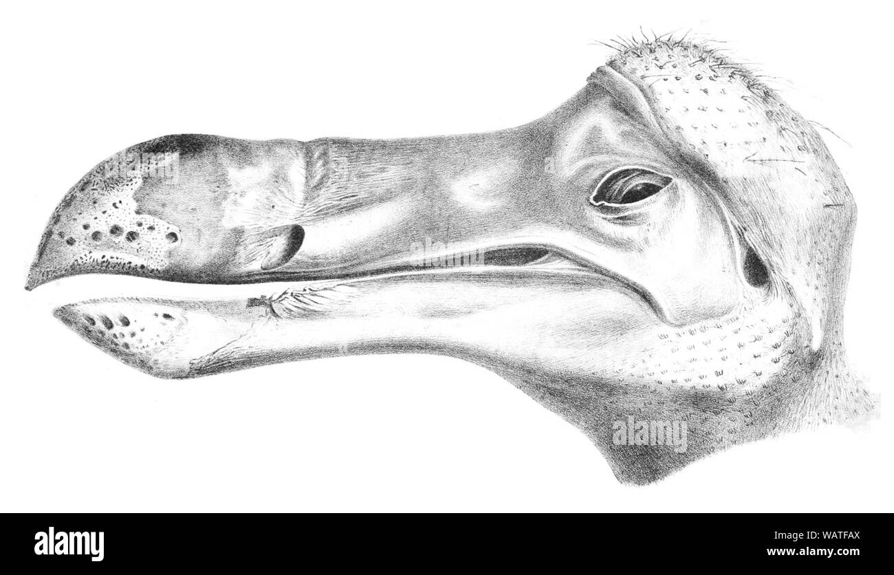 Dodo head hi-res stock photography and images - Alamy