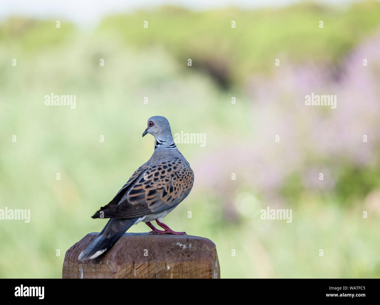 A wild pigeon on a pot Stock Photo - Alamy