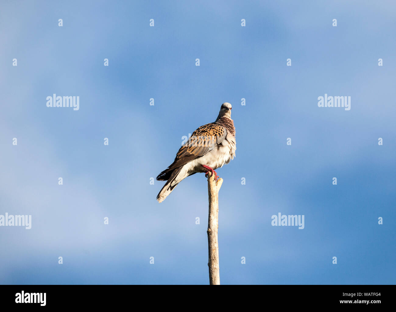A wild pigeon on a pot Stock Photo - Alamy
