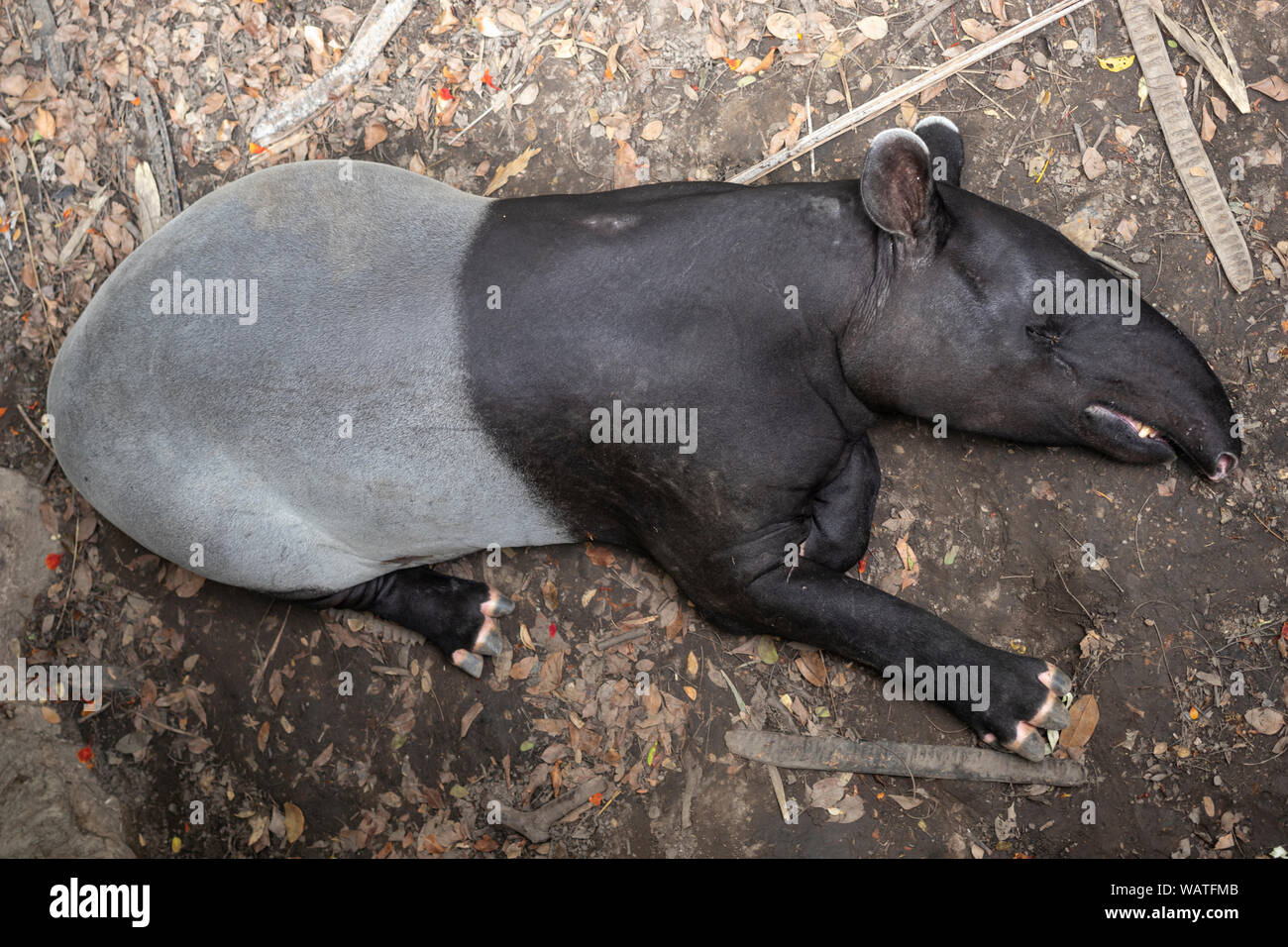 Top view asian malayan tapir sleeping on the ground Stock Photo - Alamy