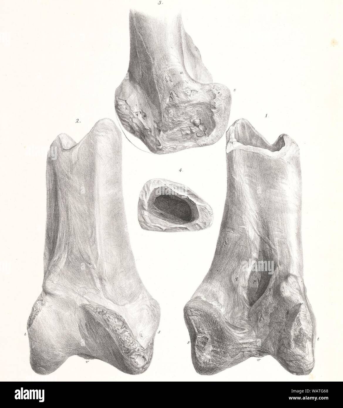 Dromornis hi-res stock photography and images - Alamy