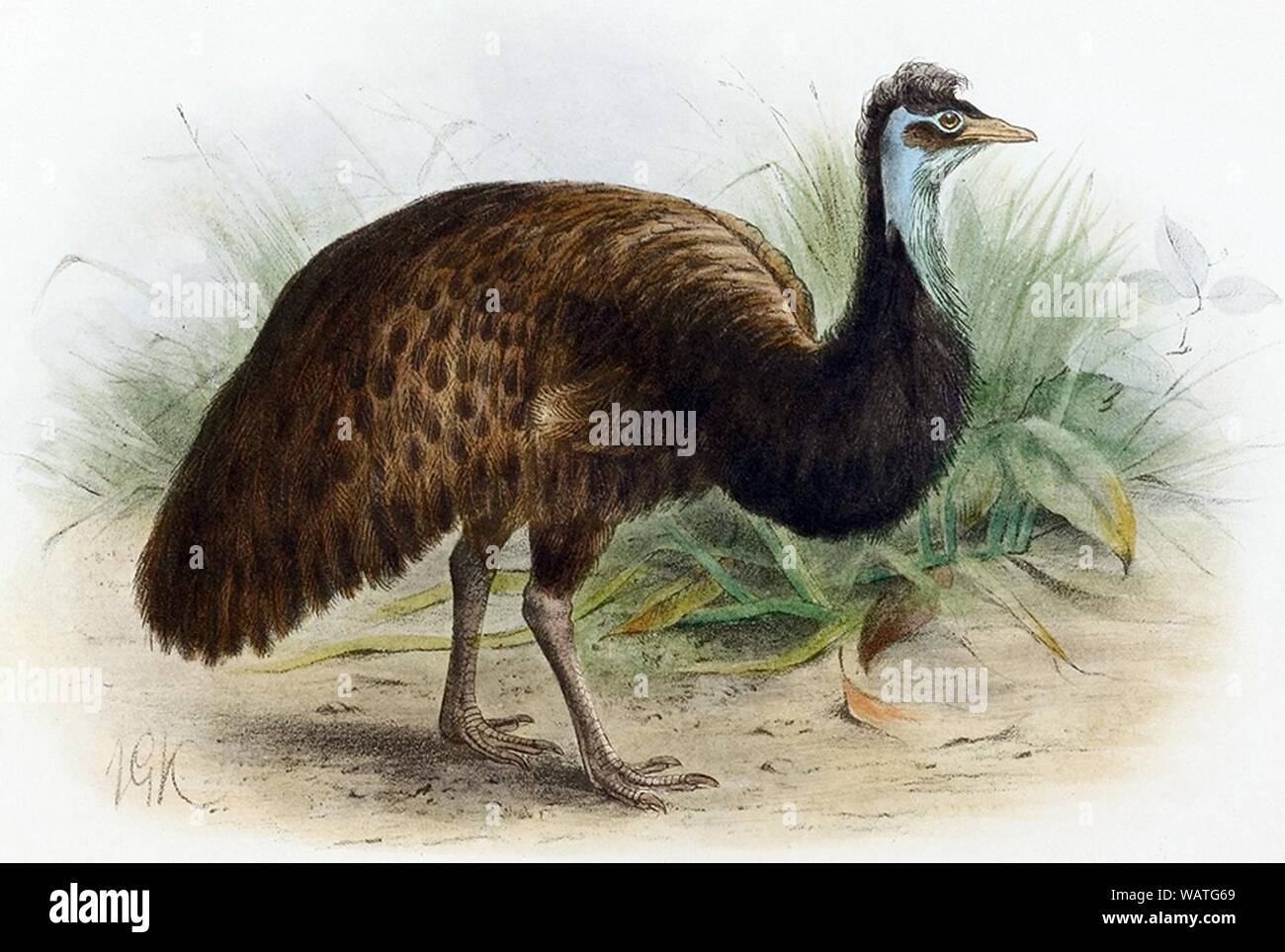 Dromaius parvulus hi-res stock photography and images - Alamy