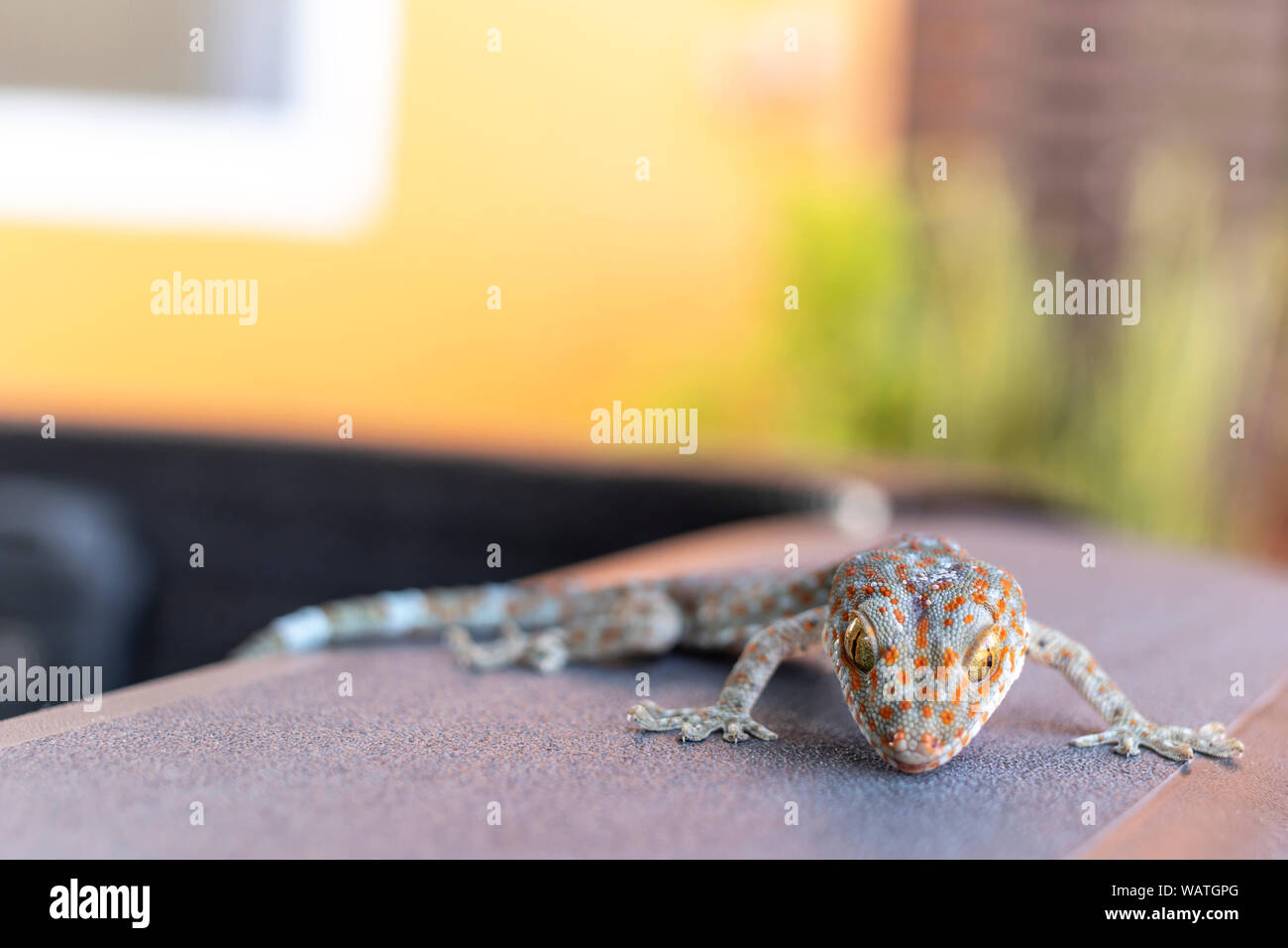 Tokay gecko gekko close hi-res stock photography and images - Alamy