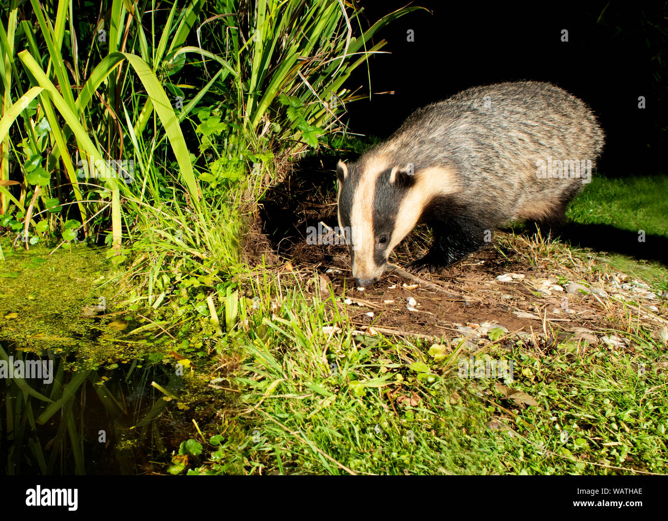 A wild Badger (Meles meles) drinking from a pond at night, Warwickshire ...
