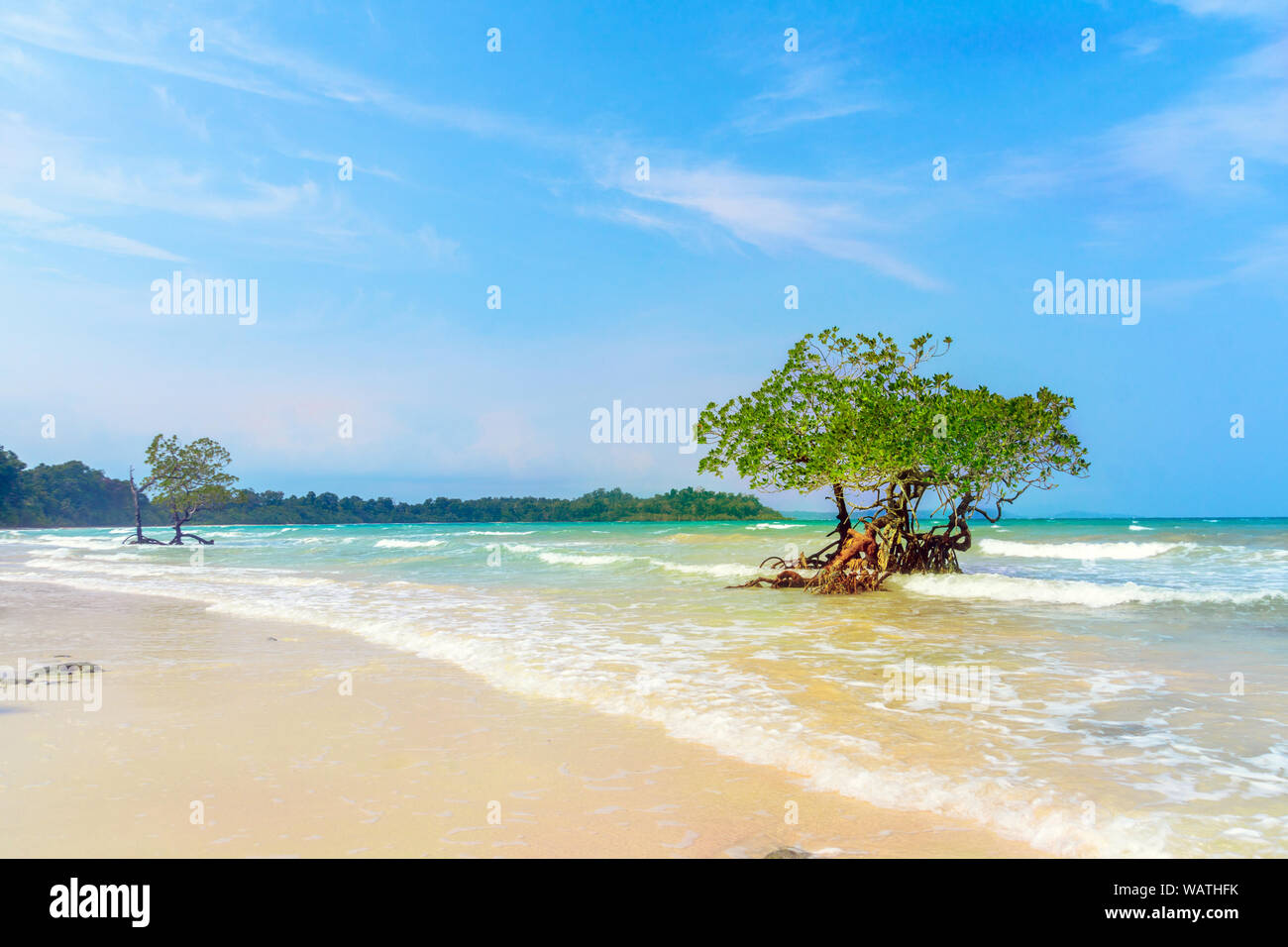Stunning view of long island Beach, beautiful tree in the sea water ...