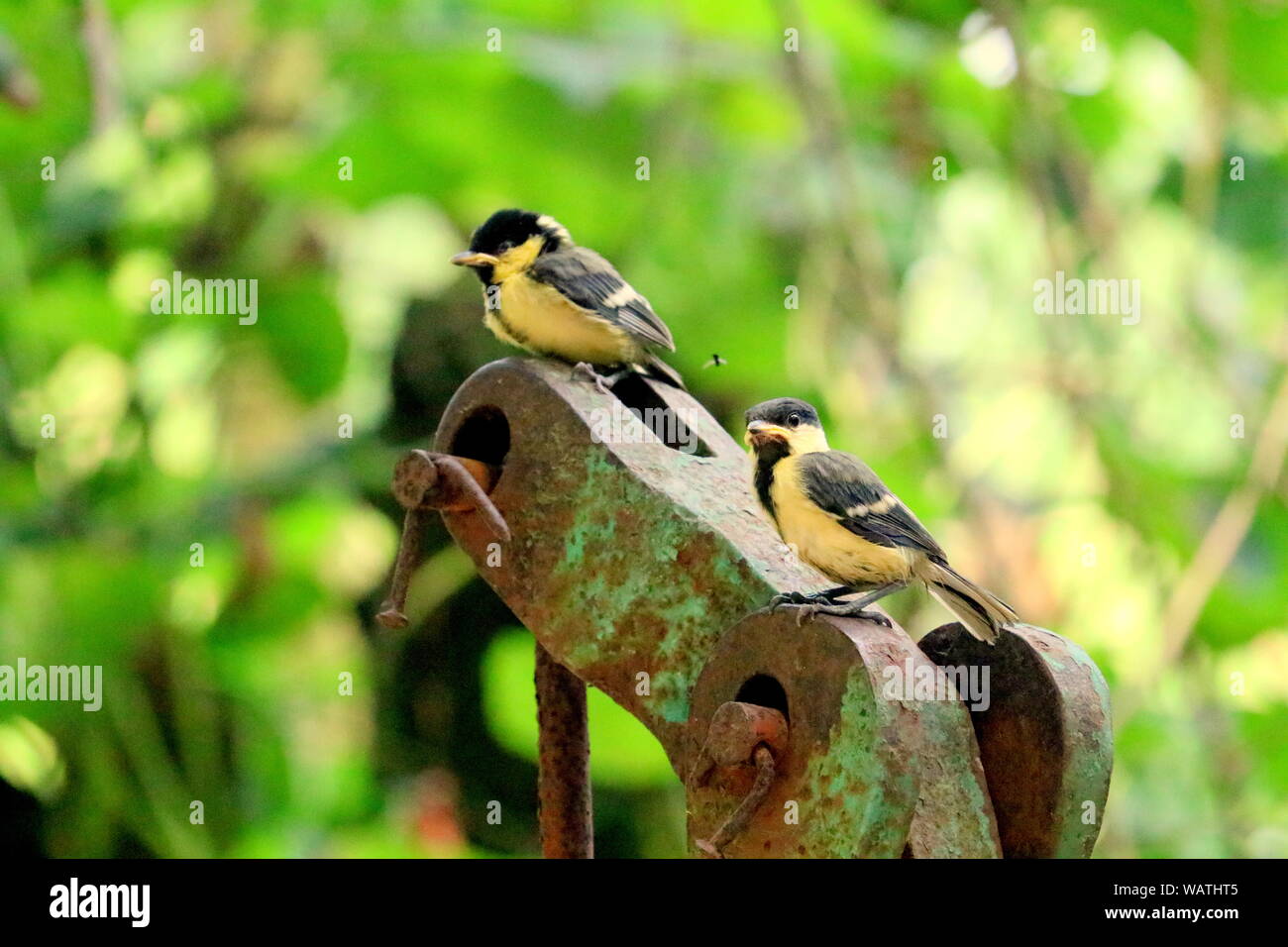Kakatua bird hi-res stock photography and images - Alamy