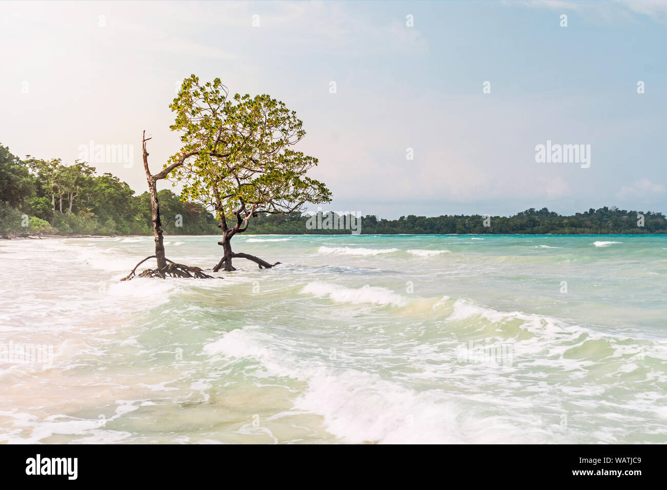 Mangrove Tree Beach. Beautiful mangrove trees with lush deciduous crown ...