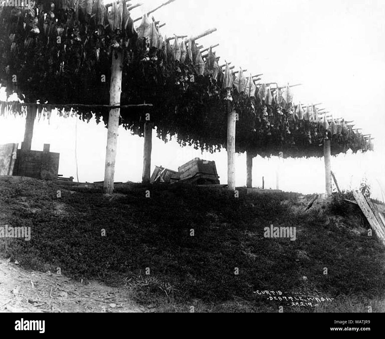 Drying salmon on the lower Yukon River, Anvil, Alaska (CURTIS 859 Stock ...