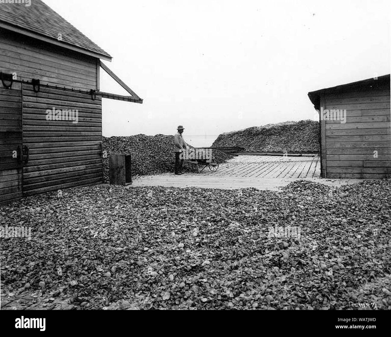 Drying oyster shells before grinding them for chicken feed (CURTIS 1770 ...