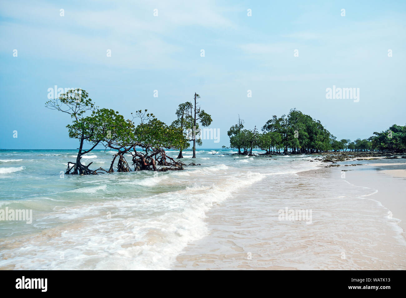 mangrove trees in the water against the blue sea and sky with clouds ...