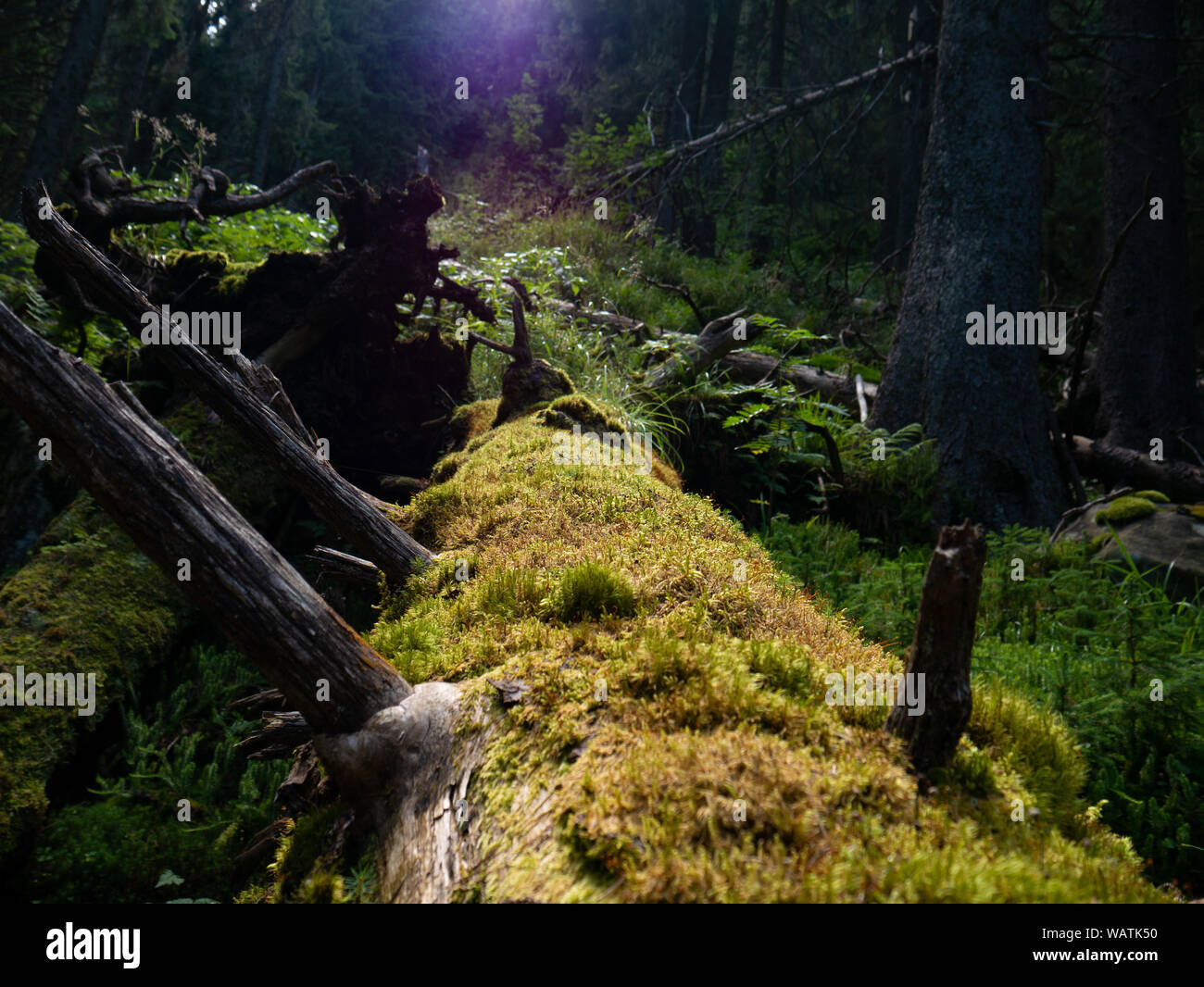 old broken tree in the forest, tree covered with moss and lichen Stock ...