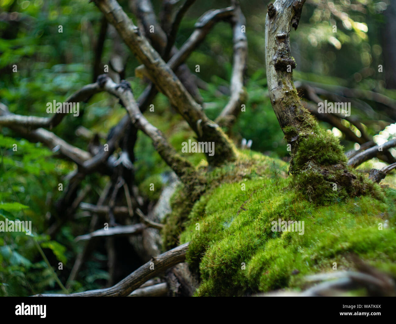 old broken tree in the forest, tree covered with moss and lichen Stock ...