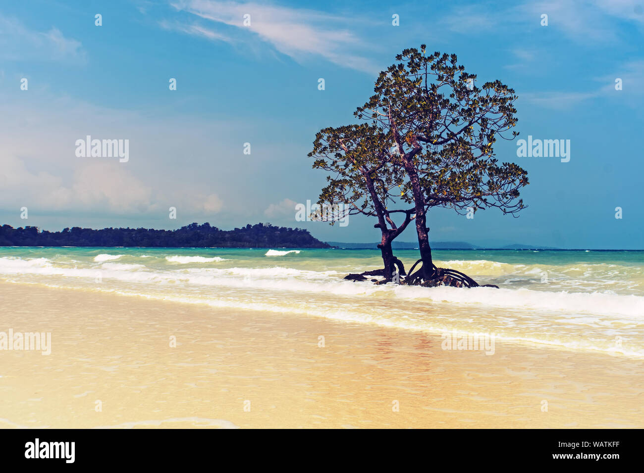 Beautiful mangrove tree with a magnificent crown in the water against ...