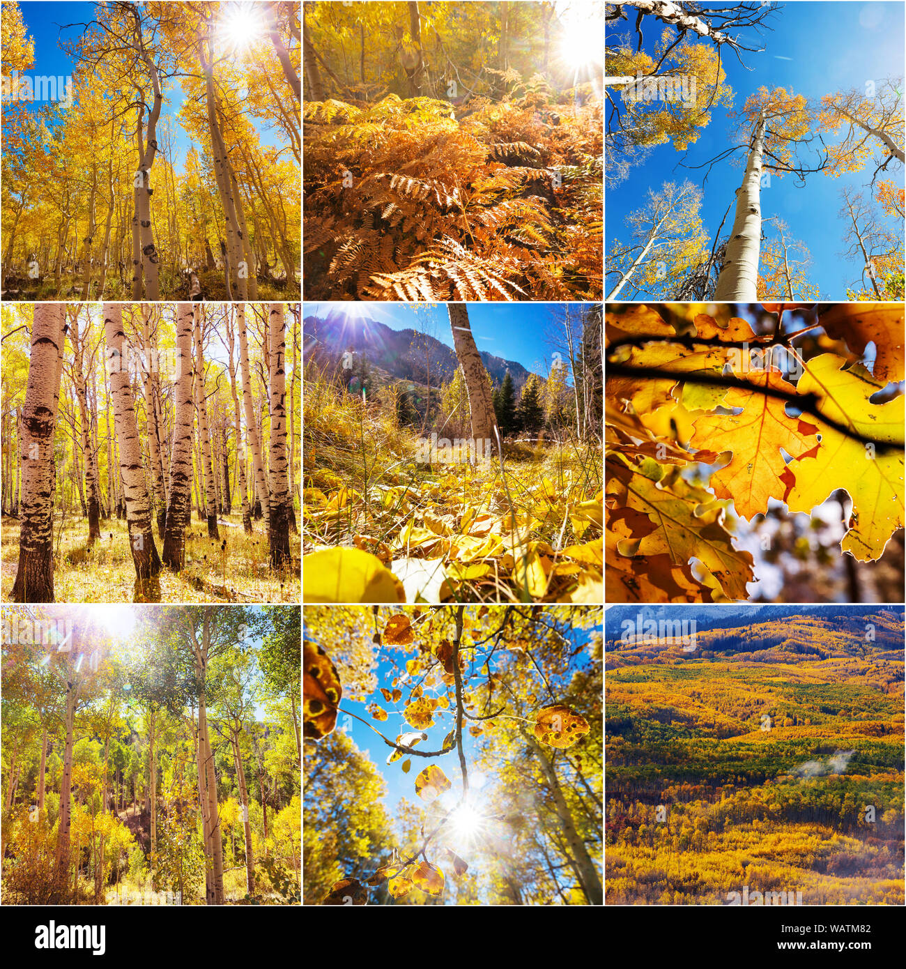 Orange and Yellow Autumn collage. Fall background Stock Photo - Alamy