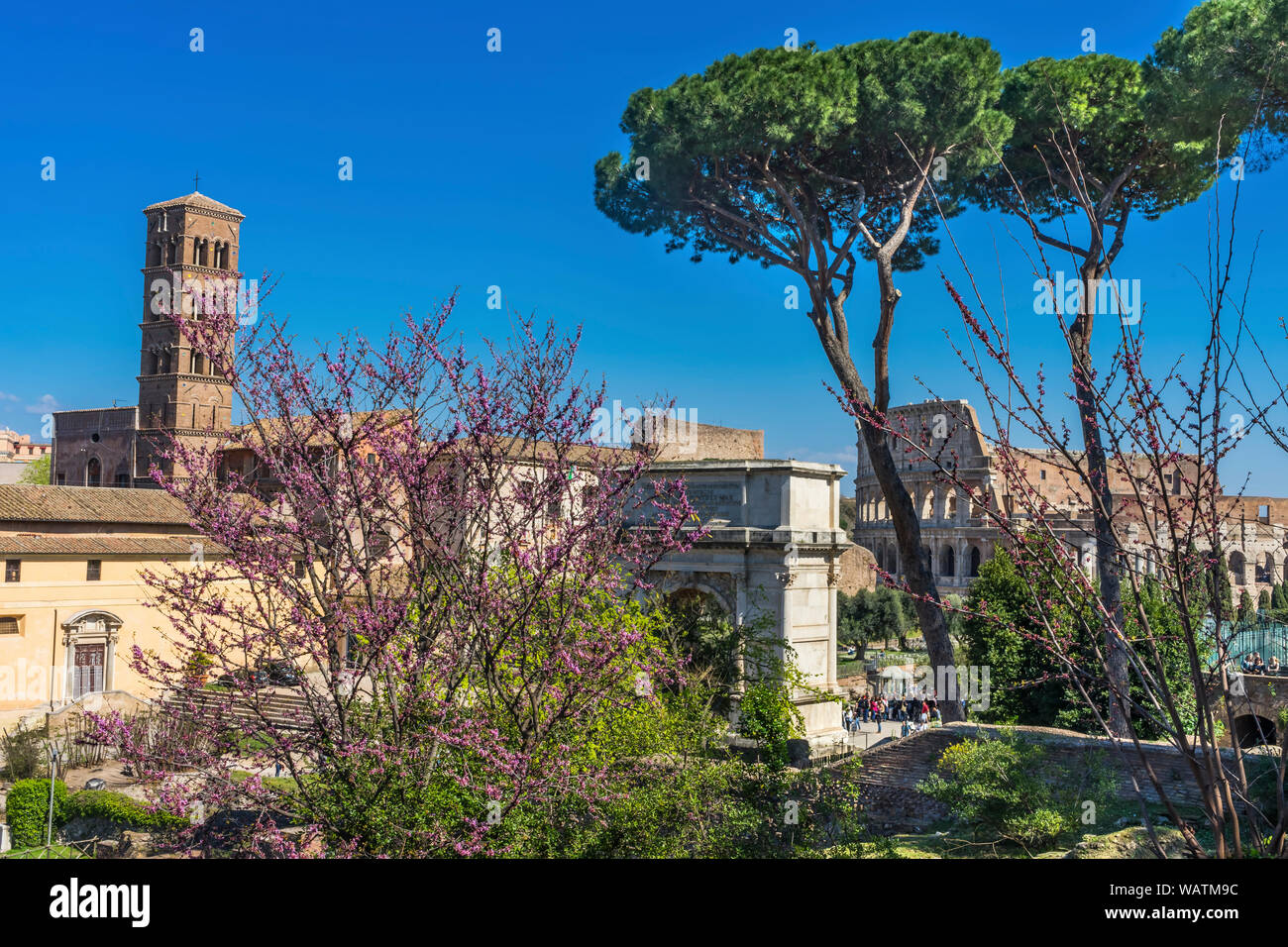 Umbrella Trees Ancient Forum Titus Arch Roman Colosseum Rome Italy ...