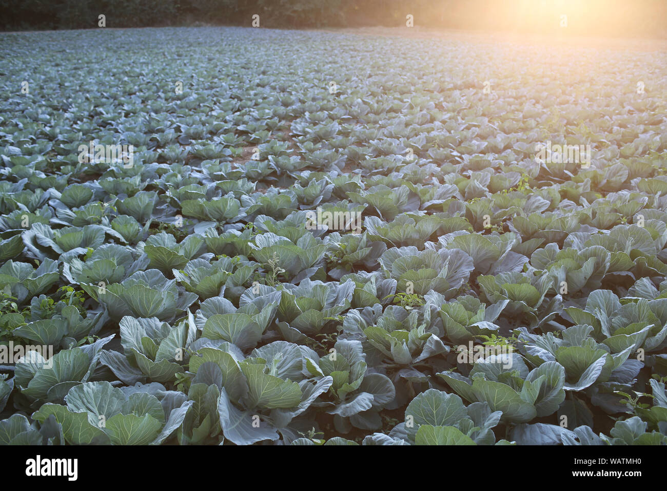 Cabbages plantation hi-res stock photography and images - Alamy