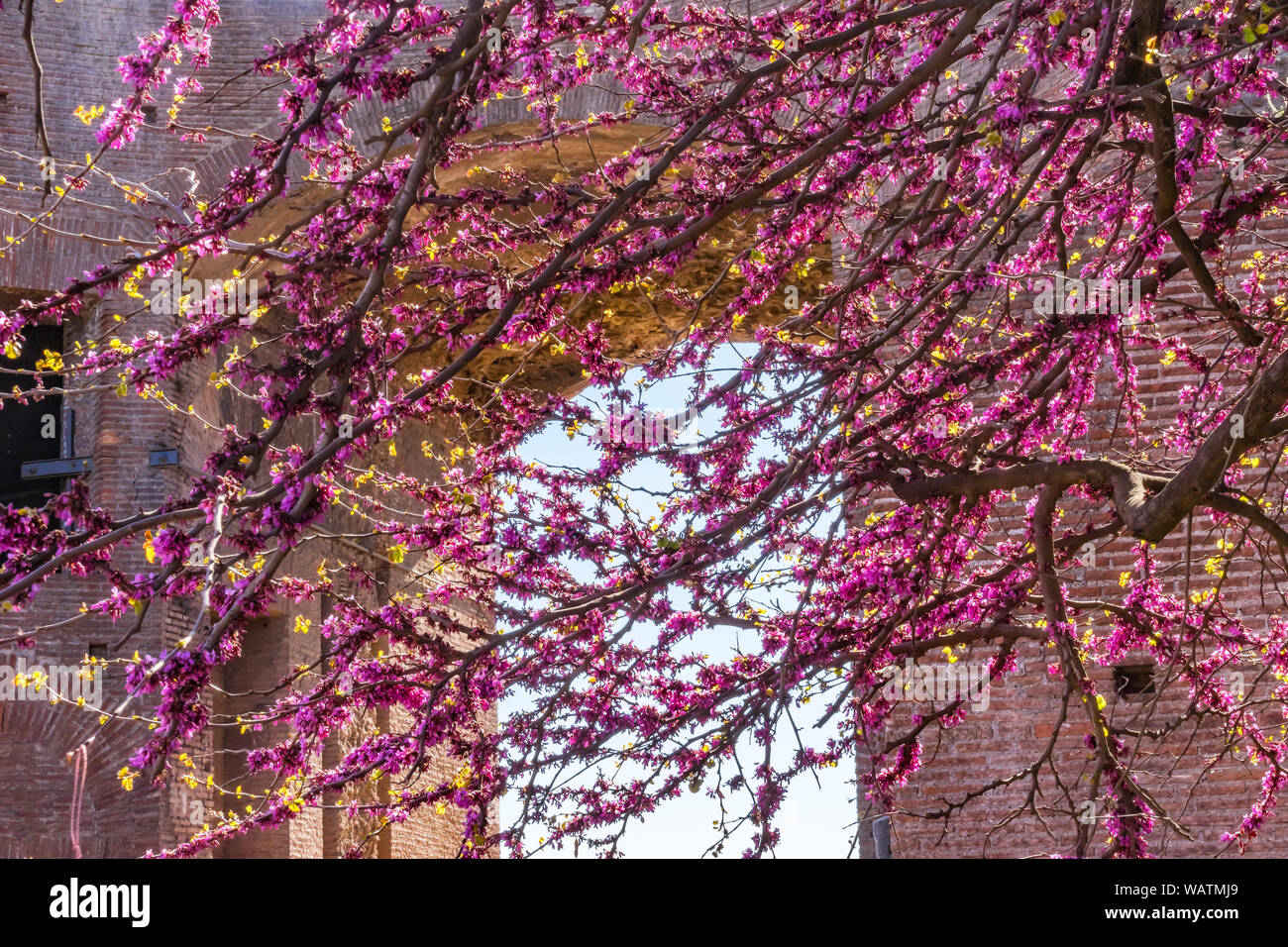 Pink Flowers Ancient Emperor Palace Palantine Hill Rome Italy Stock ...