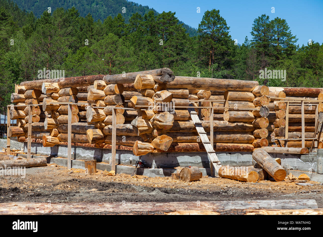 Construction of a large wooden house from a thick round timber cut in ...