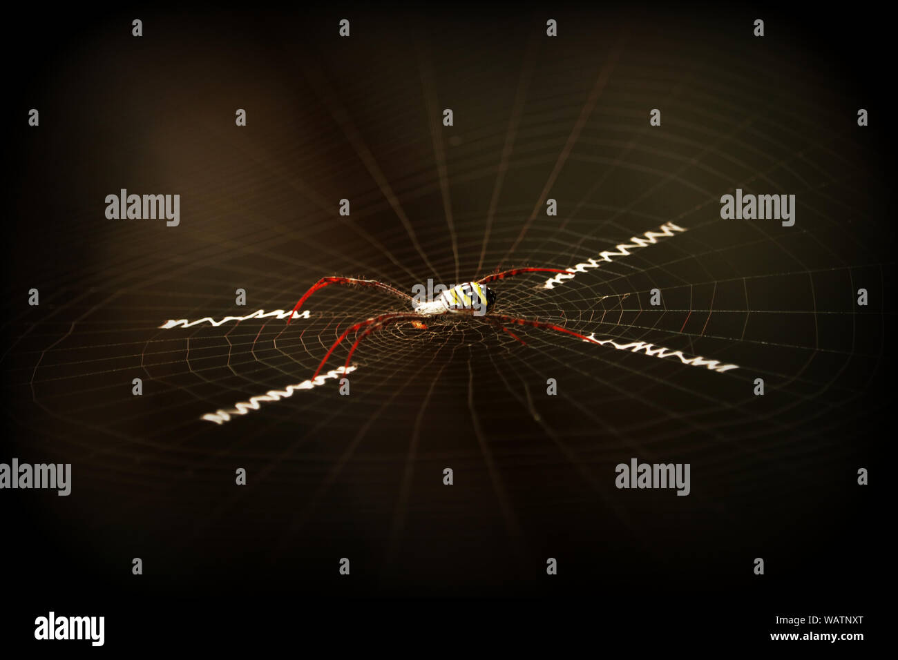 Spiders build webs for catching prey Stock Photo - Alamy