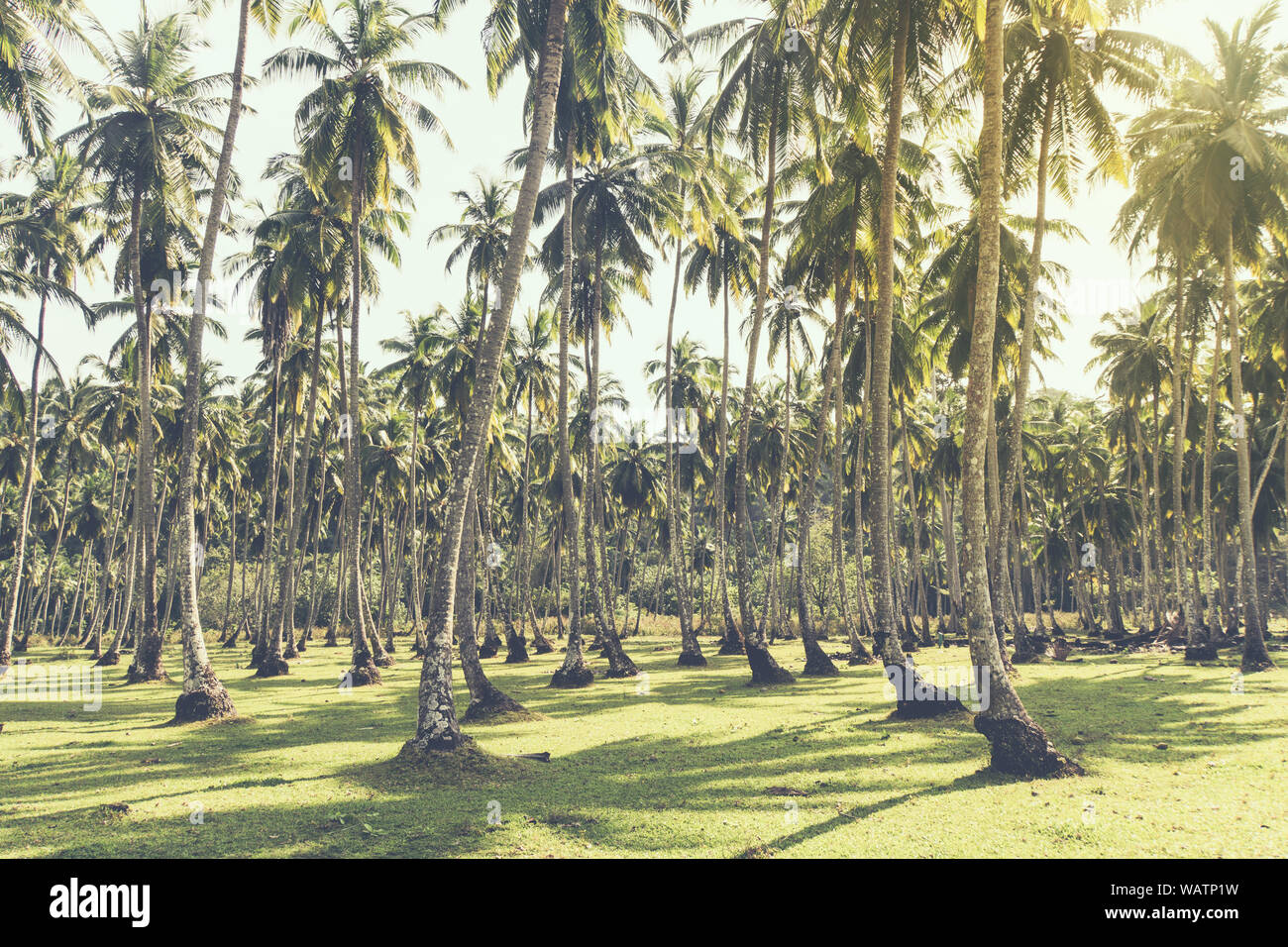 Park of coconut trees with long trunks. grove of coconut palm grass ...