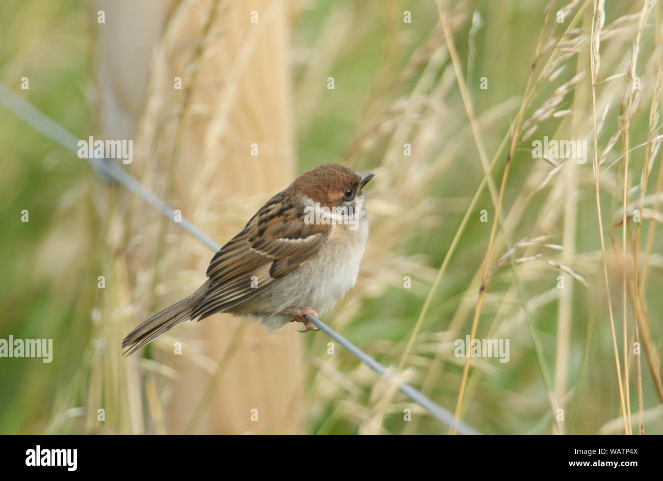 A rare cute baby Tree Sparrow, Passer montanus, perching on a wire ...