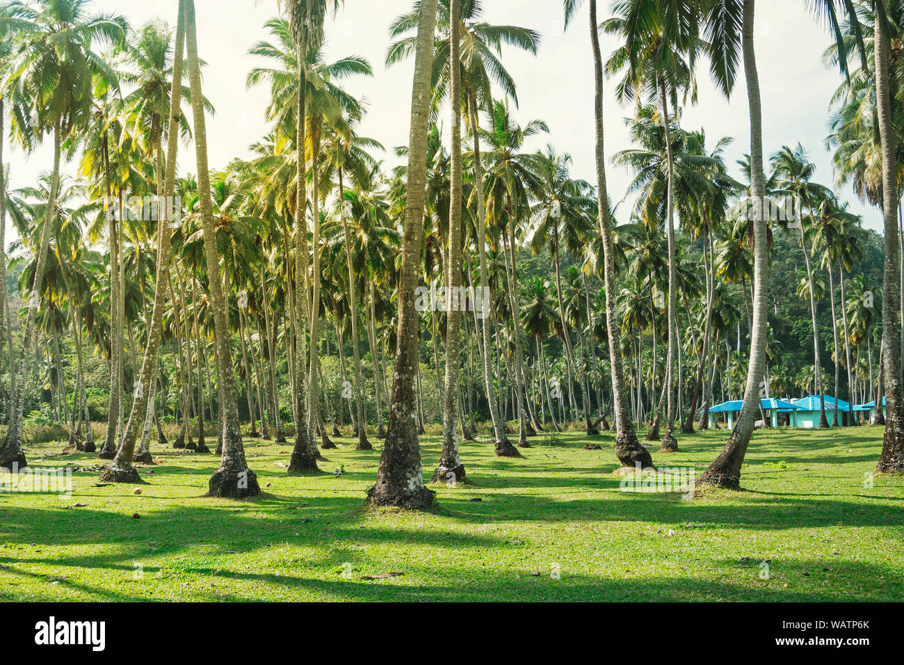 Park of coconut trees with long trunks. high lush palm tree, many trees ...
