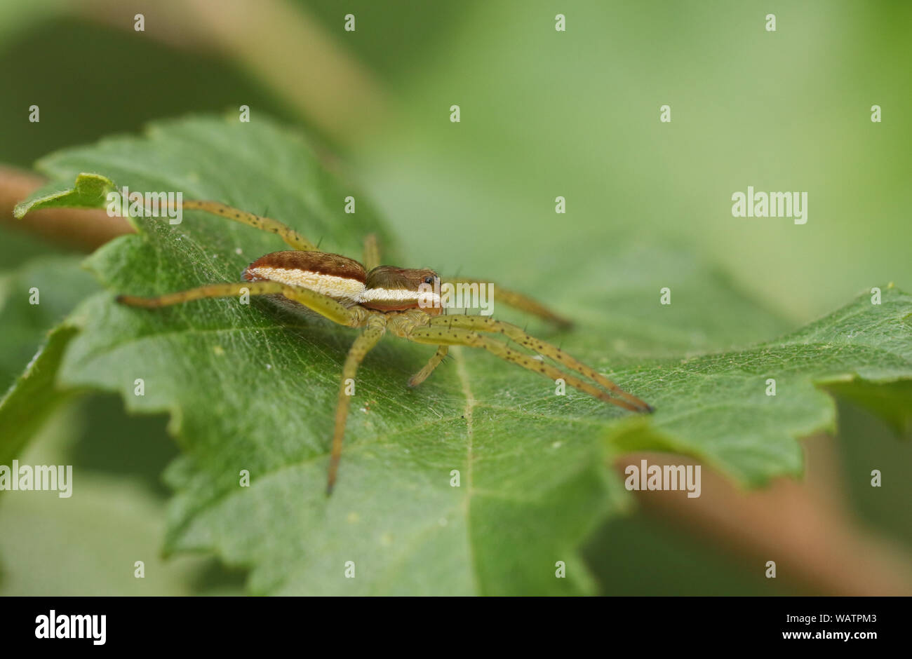 Raft spider uk hi-res stock photography and images - Alamy