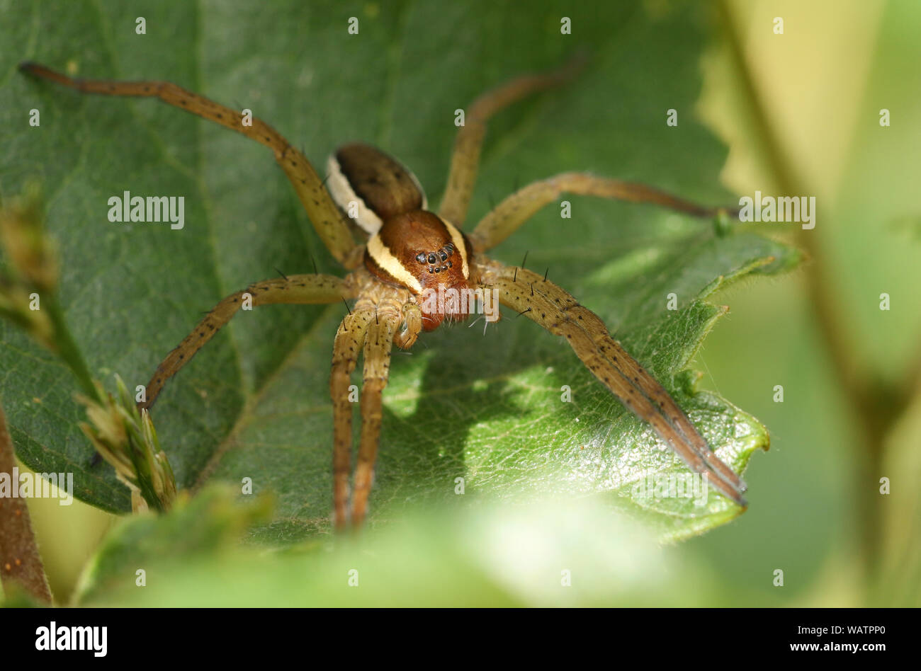 A rare Raft Spider (Dolomedes fimbriatus) perching on a leaf of a small ...