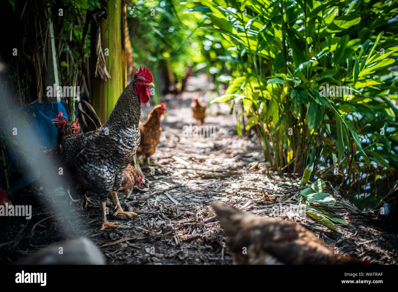 the rural Chicken farming in the villagers Stock Photo - Alamy