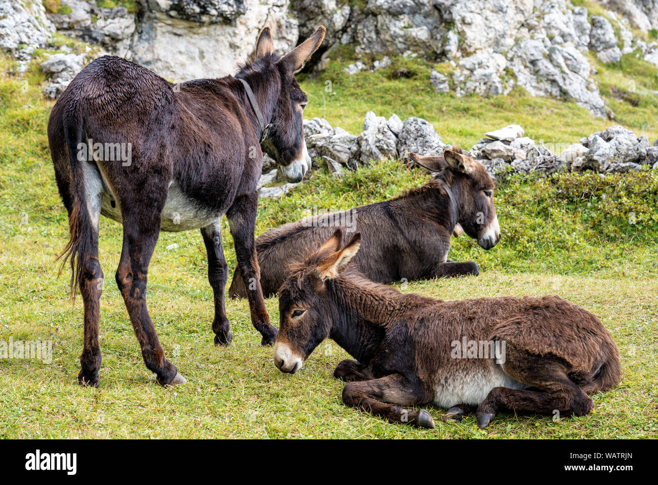 Donkey in the Italian Dolomites seen on the hiking trail Col Raiser ...