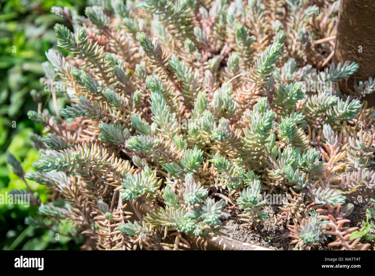 Succulents garden, bright and green grass texture, natural green ...