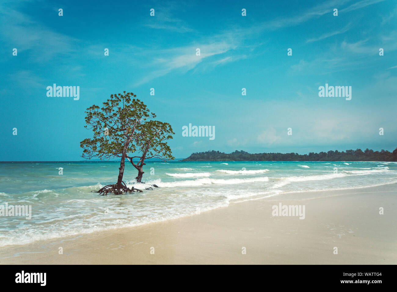Stunning view of long island Beach, beautiful tree in the sea water ...