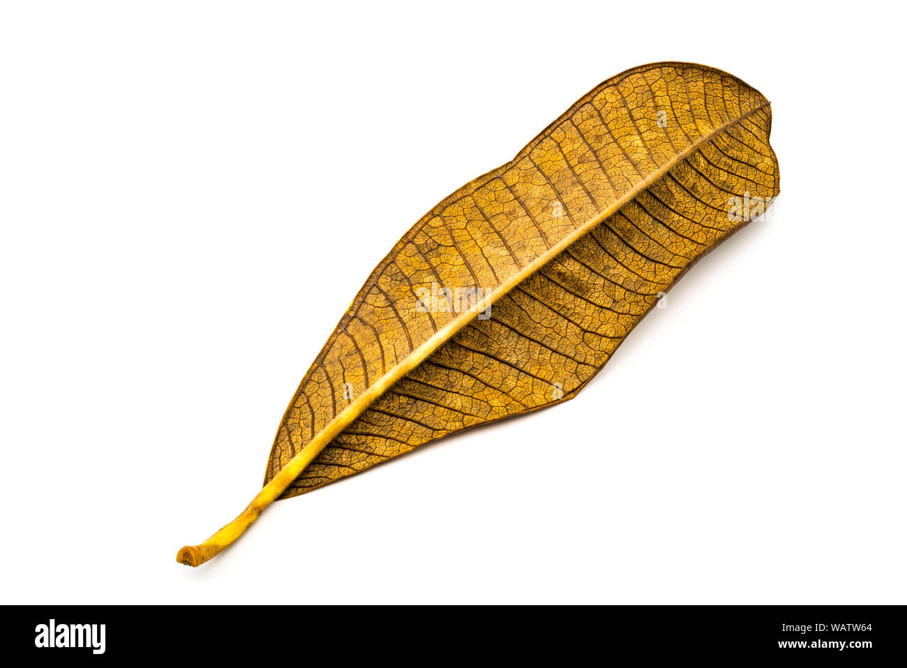 Closeup texture of dry leaf isolated on white background Stock Photo ...