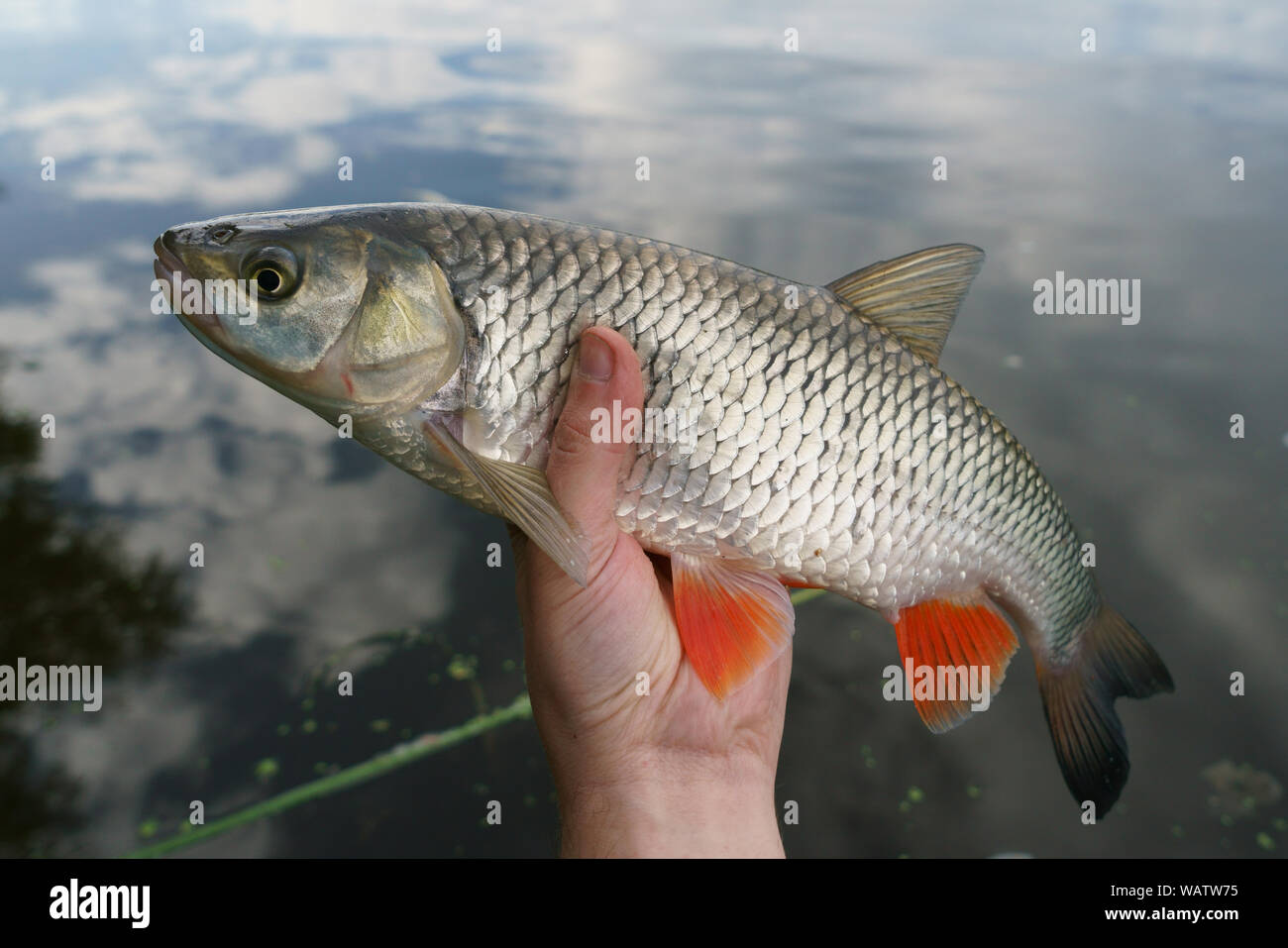 Chub in fisherman's hand against water surface Stock Photo - Alamy