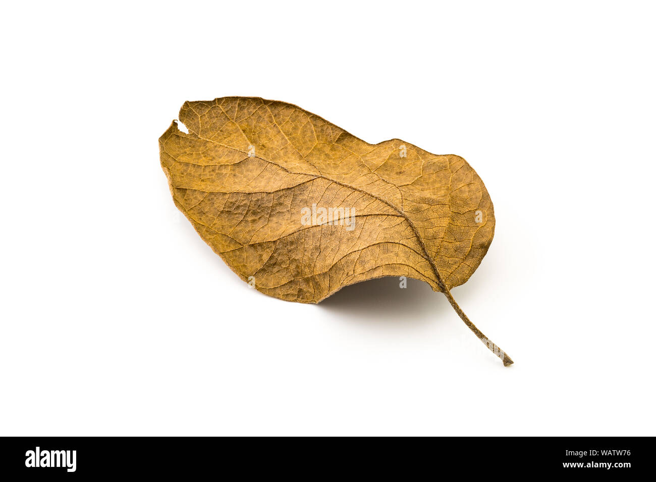 Back side of leaf Cut Out Stock Images & Pictures - Alamy