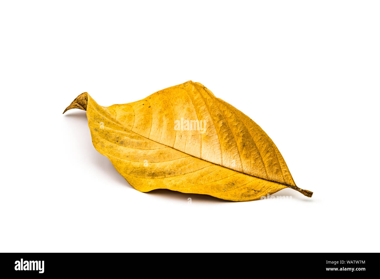 Old dry leaf isolated on white background Stock Photo - Alamy