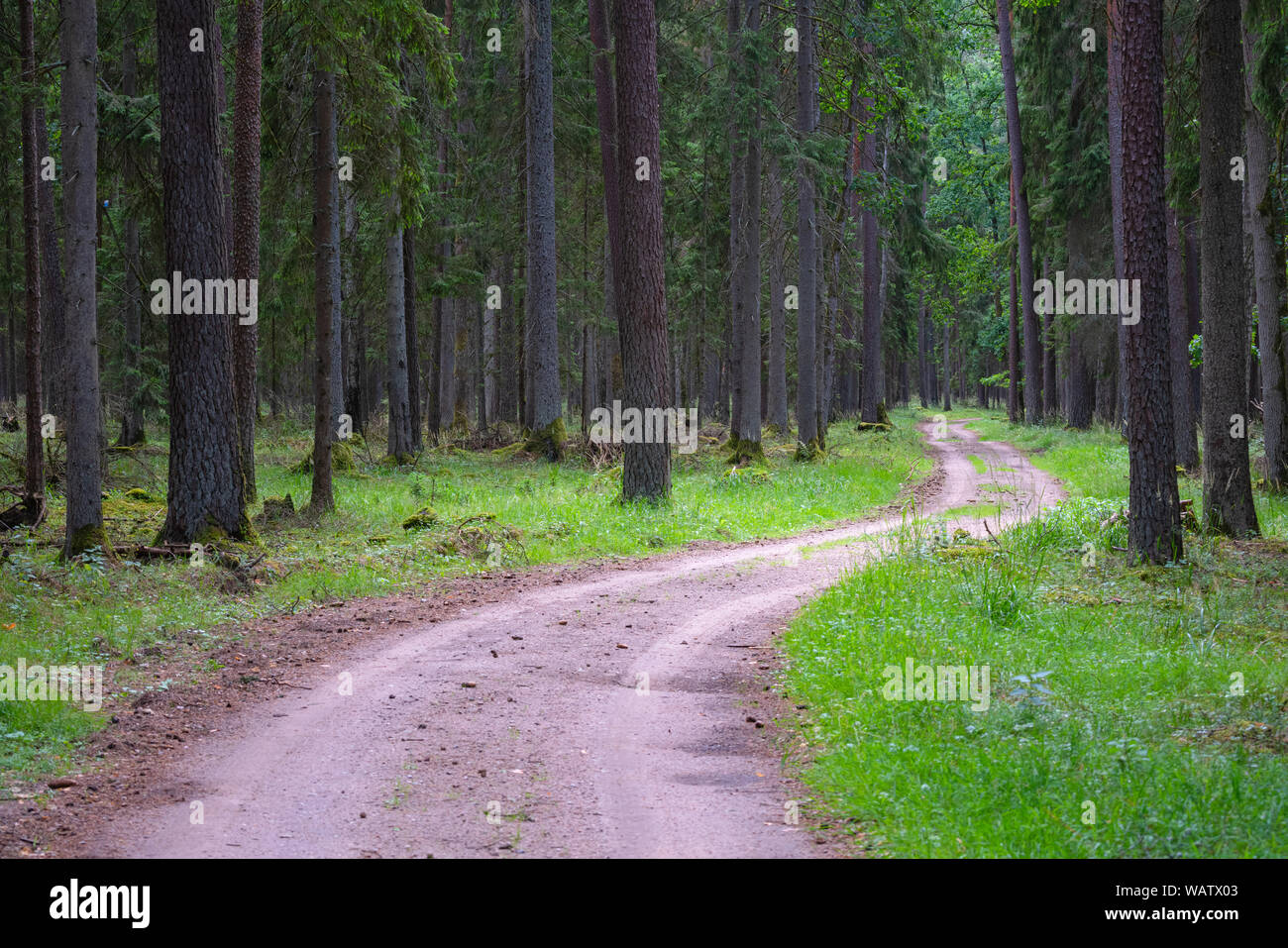 Gravel and sand road in the pine forest. Diminishing perspective of the ...