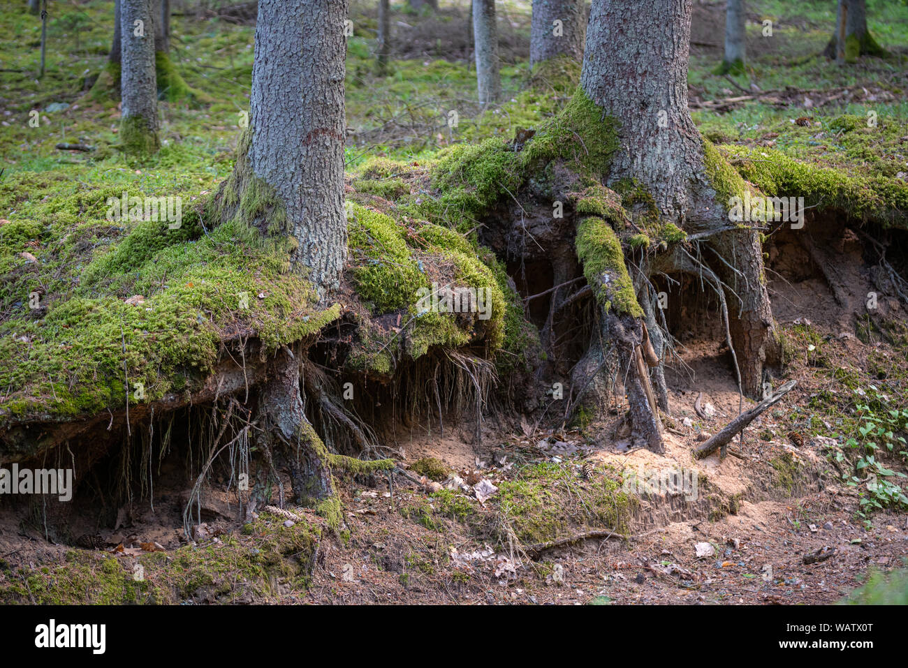 Pine Tree Roots At The Forest Canopy Surface Mossy Tree Root Coming Of